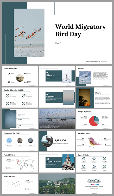 World Migratory Bird Day PPT and Google Slides Themes
