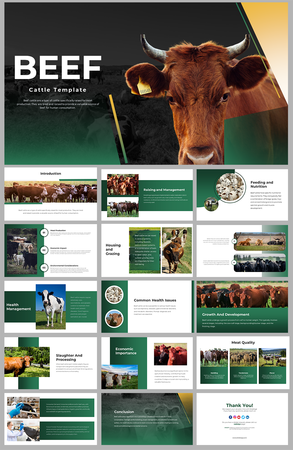Cow 04 Powerpoint Template