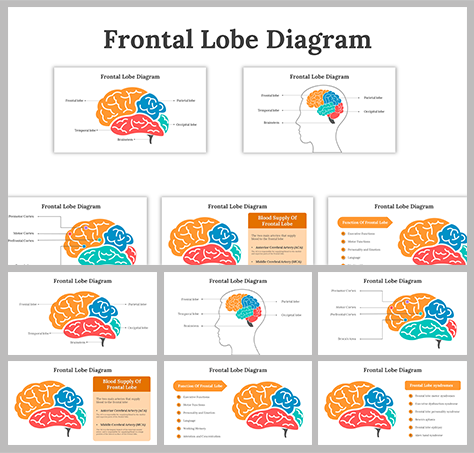 Frontal Lobe