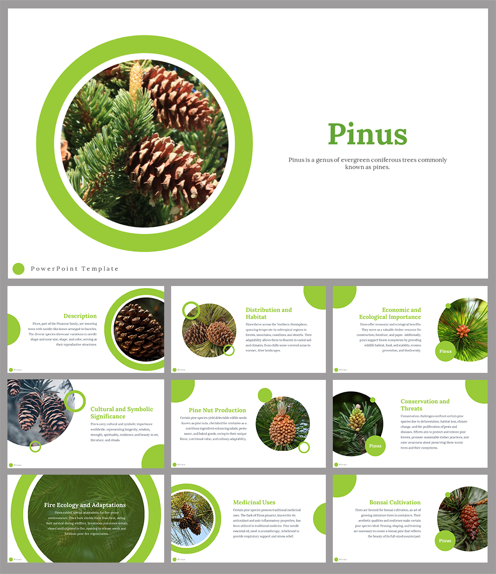 Download Pinus PowerPoint and Google Slides Templates