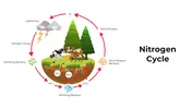 Download This Nitrogen Cycle PowerPoint And Google Slides