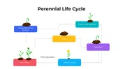 Get This Perennial Life Cycle PowerPoint And Canva Slides