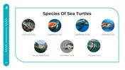 Get Now! World Sea Turtle Day PowerPoint And Canva Slides