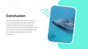 International Whale Shark Day PowerPoint And Canva Slides