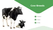 Cow Designs PowerPoint and Google Slides Templates