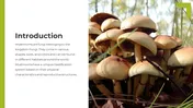 Get Now! Mushroom PowerPoint And Google Slides Templates