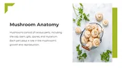Get Now! Mushroom PowerPoint And Google Slides Templates