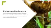 Get Now! Mushroom PowerPoint And Google Slides Templates