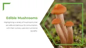 Download Mushroom PowerPoint and Google Slides Templates