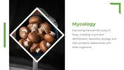 Download Mushroom PowerPoint and Google Slides Templates