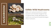 Mushroom PowerPoint Designs And Google Slides Themes