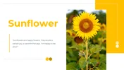 Get Now! Sunflower PowerPoint And Google Slides Templates