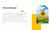 Get Now! Sunflower PowerPoint And Google Slides Templates