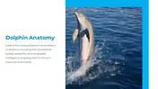 Dolphin PowerPoint Presentation And Google Slides Themes