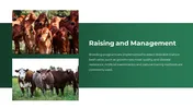 Beef Cattle PowerPoint Presentation And Google Slides