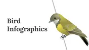 Discover Now! Bird Infographics Presentation For Your Needs