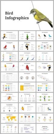 Discover Now! Bird Infographics Presentation For Your Needs