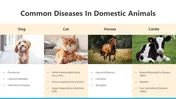 Discover Veterinary Medicine PPT And Google Slides Themes