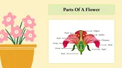 Biology Subject For Pre K Parts Of A Plant Google Slides