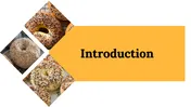 National Bagel Day PPT And Google Slides Templates