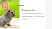 International Rabbit Day Presentation And Google Slides