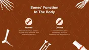 Biology Subject For Pre K Bones PPT And Canva Template