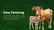Cow Farming Presentation And Google Slides Template