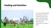 Cow Farming Presentation And Google Slides Template