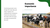 Cow Farming Presentation And Google Slides Template