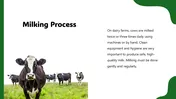 Cow Farming Presentation And Google Slides Template