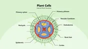 Plant Cells Structure Presentation And Google Slides