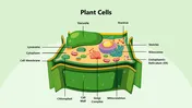 Plant Cells Structure Presentation And Google Slides