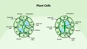 Plant Cells Structure Presentation And Google Slides
