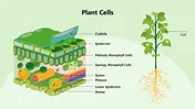 Plant Cells Structure Presentation And Google Slides