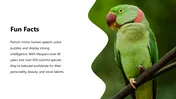 World Parrot Day PPT Presentation And Canva Template