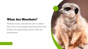 Celebrate World Meerkat Day PPT And Google Slides