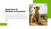 Celebrate World Meerkat Day PPT And Google Slides
