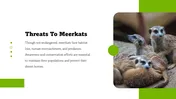 Celebrate World Meerkat Day PPT And Google Slides