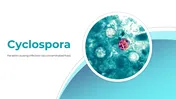 Get The Cyclospora PPT, Google Slides, And Canva Templates