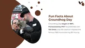 Groundhog Day PPT Presentation And Canva Template
