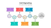 Get This Cell Signaling PowePoint And Canva Template