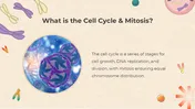 Biology Subject For Middle School Cell Cycle And Mitosis