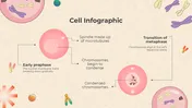 Biology Subject For Middle School Cell Cycle And Mitosis