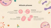 Biology Subject For Middle School Cell Cycle And Mitosis