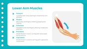 The Subject For High School Upper Lower Arm Muscles PPT