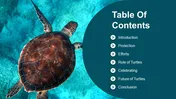 World Turtle Day PowerPoint And Google Slides Template