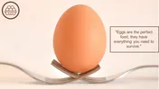 National Egg Day PowerPoint And Google Slides Templates