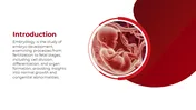Get Embryology Presentation And Google Slides Templates