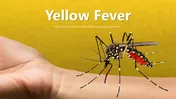 Get Yellow Fever Google Slides And Canva Templates