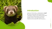 Download This National Ferret Day PowerPoint Presentation